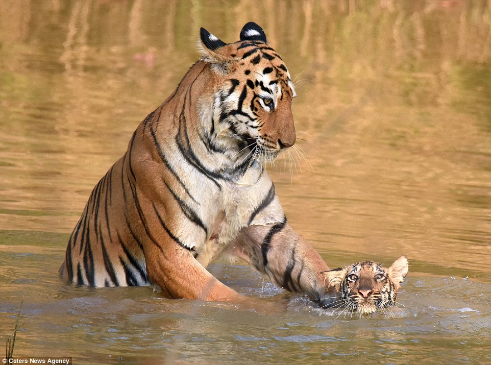 Adorable photos of a Tiger bathing her cub