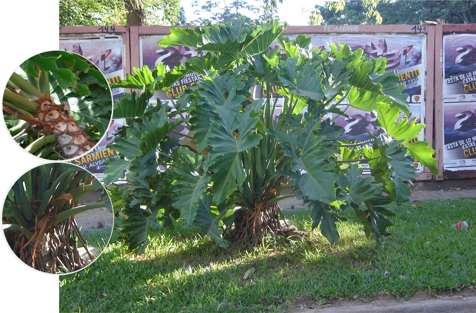 v e r d e c h a c o: Ornamentales en nuestros jardines 2