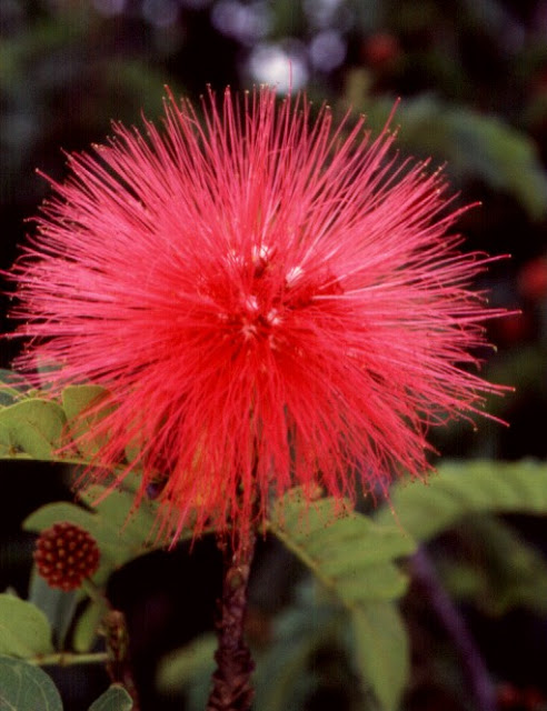 ARBORETUM: Árboles fantásticos, Los calliandra