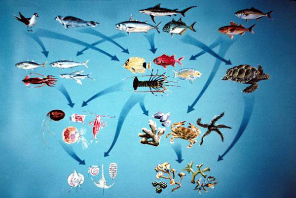 kaitlins blog: Holocene Extinction on the Horizon