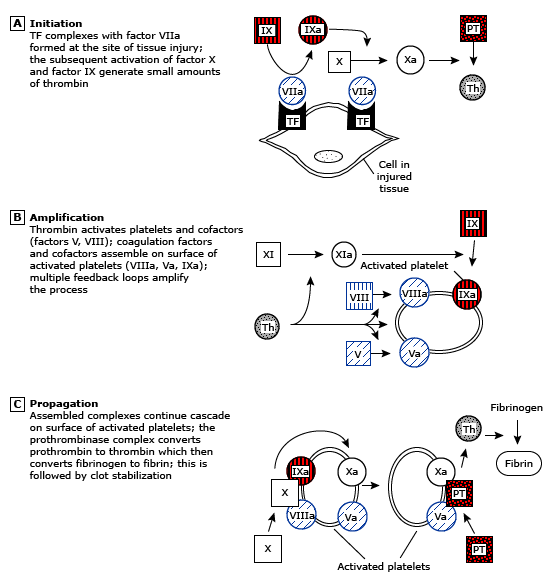 Manuali di Medicina Intensiva: Tromboelastogramma - ROTEM (Capitolo 2 ...