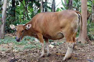 Perbedaan Antara Umur Dewasa Kelamin dan Dewasa Tubuh Ternak, Umur ...