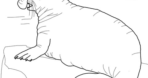 Elephant seal Coloring Pages Animals - Best Coloring Pages For Kids