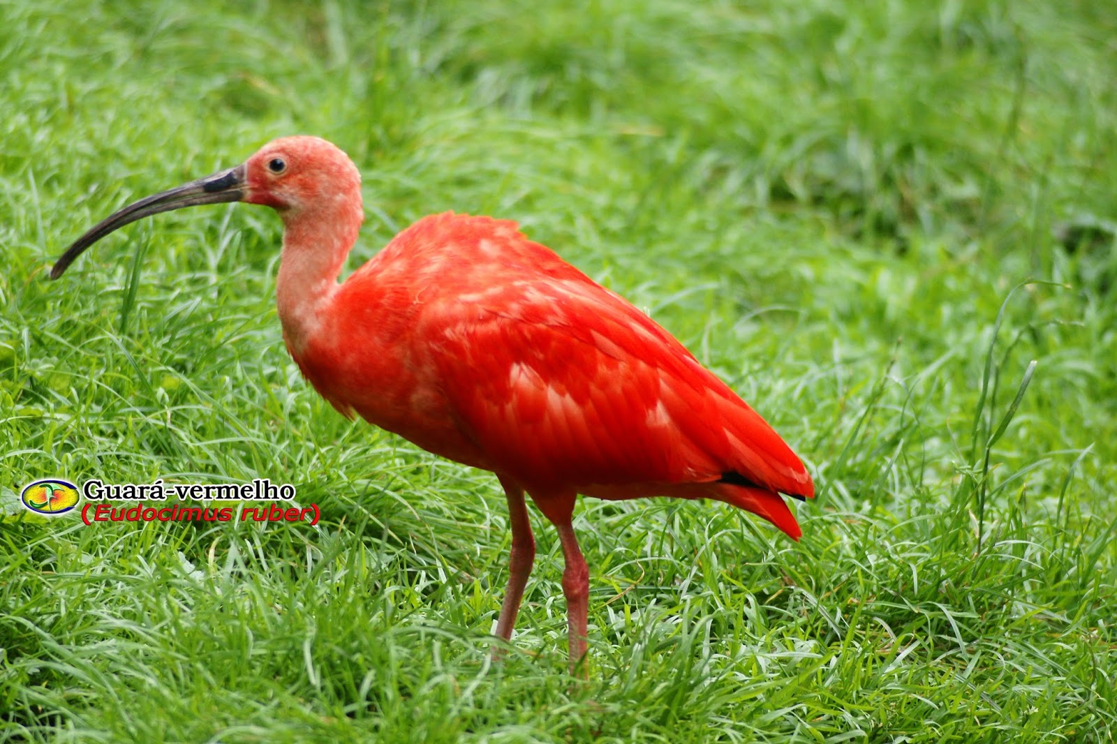 ORNITOLOGIA: Guará-vermelho (Eudocimus ruber)