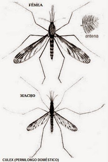 ALMAnark ITAPEMA: MOSQUITOS CONTRA-ATACAM ITAPEMA
