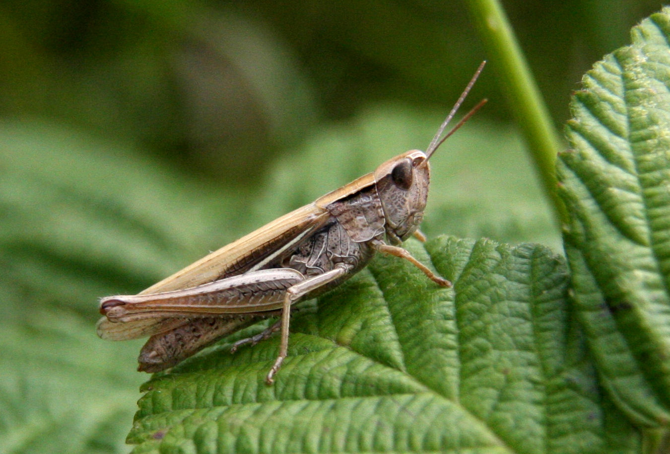 Birding with Flowers: Special Insects