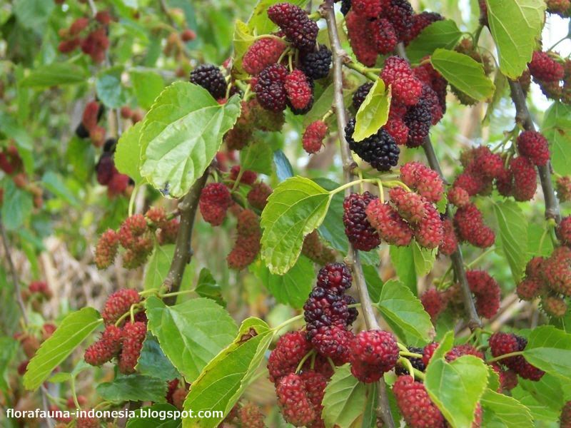 MURBEI - Flora & Fauna Indonesia