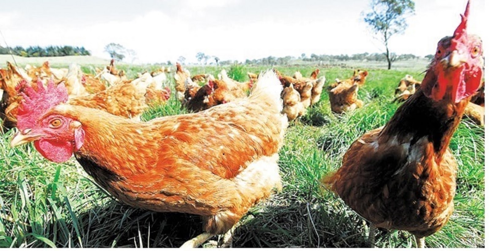 Free Range Eggs: Genuine free range egg production is more labour ...
