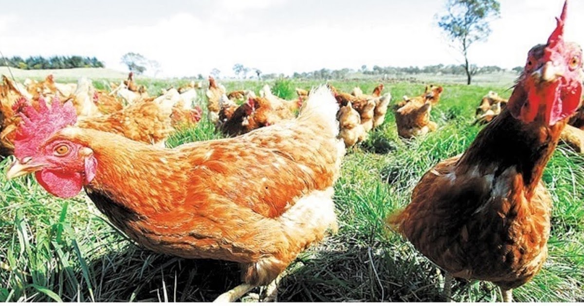 Free Range Eggs: Genuine free range egg production is more labour ...