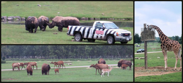 A Day at African Lion Safari, Go Wild! - Maple Leaf Mommy