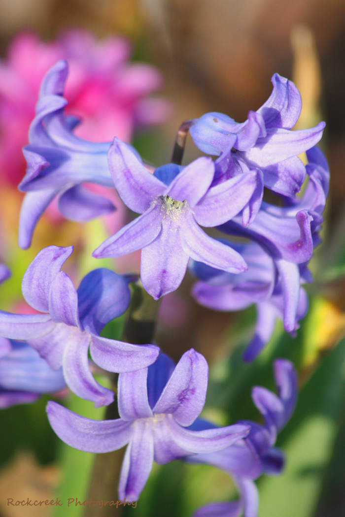 Sheila's Flower Garden Get A Way: The Hyacinth Flower - Planting, Care ...