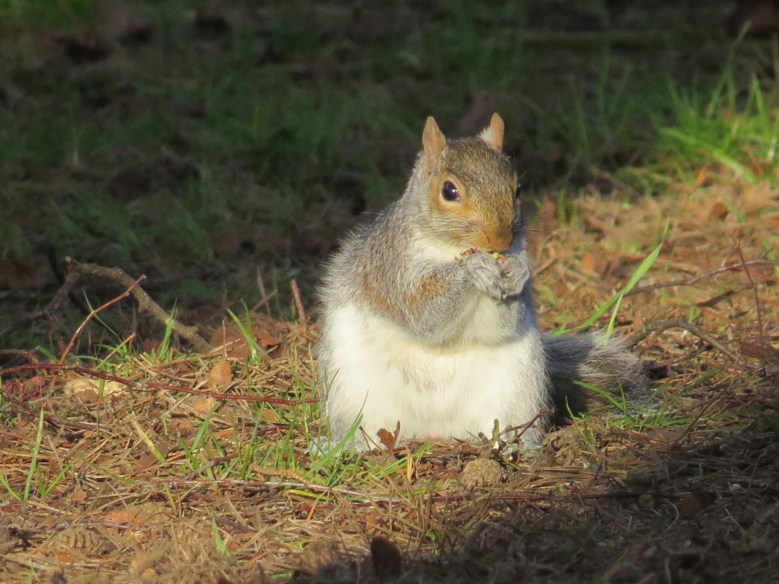 The Autistic Naturalist: Jan 10th Waterloo Park