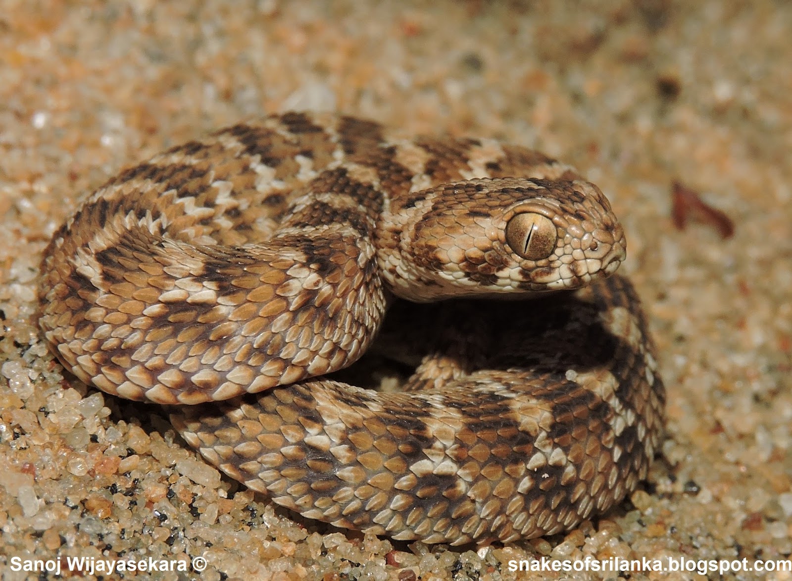 Saw-Scaled Viper/වැලි පොළඟා (Echis carinatus-Schneider, 1801)