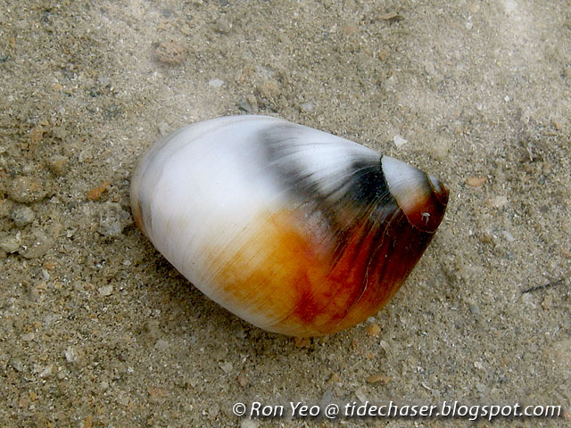 tHE tiDE cHAsER: Moon Snails (Phylum Mollusca: Family Naticidae) of ...
