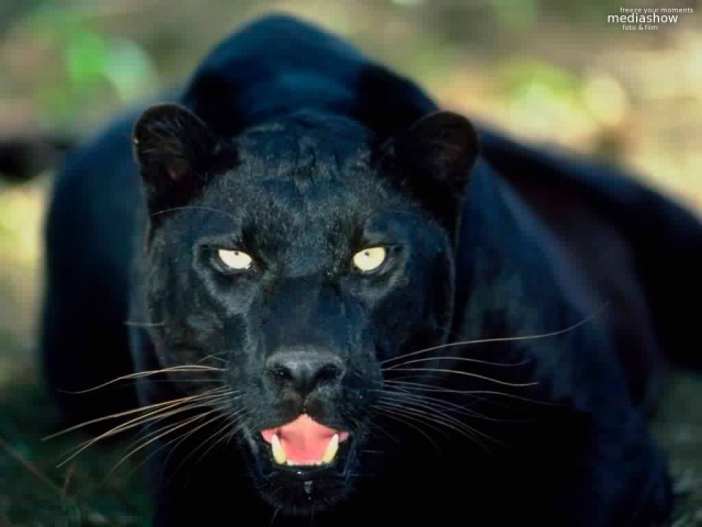 LA PANTERA - Imagenes de Amor Bonitas