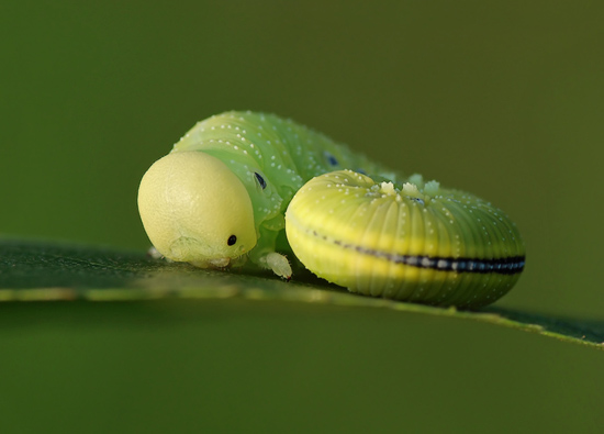 Funny & Laugh: Amazing Insects