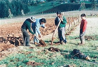 Pueblos Originarios de Chile: Agricultura