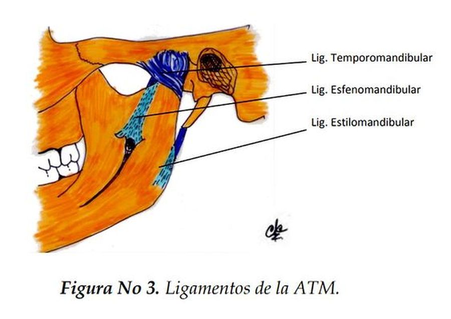 PDF: Anatomía clínica de la articulación temporomandibular (ATM)