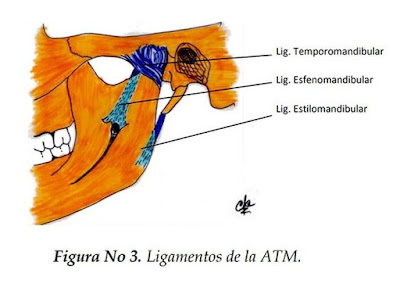 PDF: Anatomía clínica de la articulación temporomandibular (ATM)