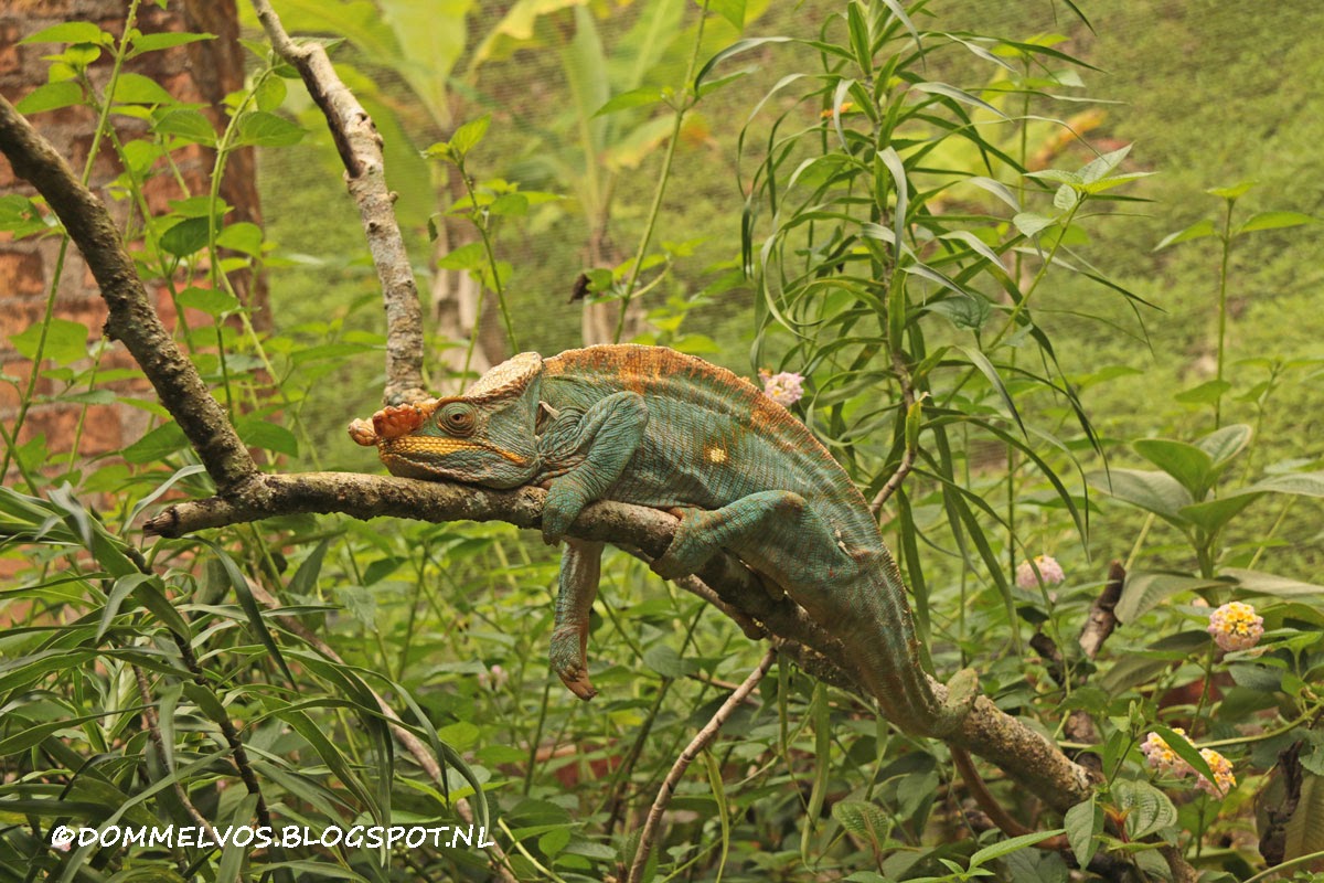 Dommelvos Natuurfotografie: Madagaskar - kameleons