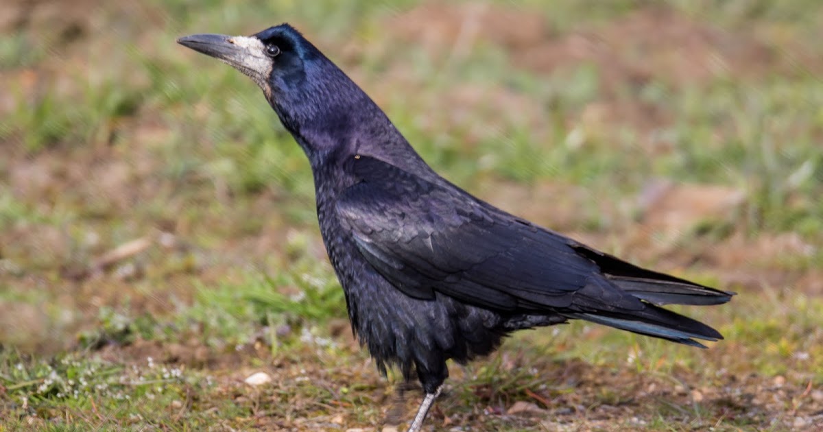 DocNatureBlog: Un ave con un aspecto poco agraciado y con enigma. Graja ...