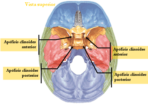 MediEstudy: Sphenoid bone