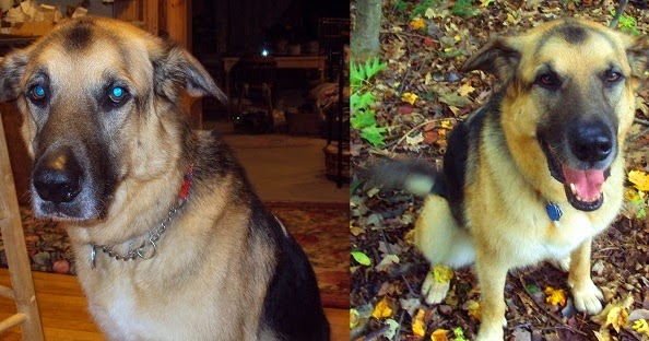 Dog Anxiety – Anxious Pacing, Hyper Activity - How to Stop It