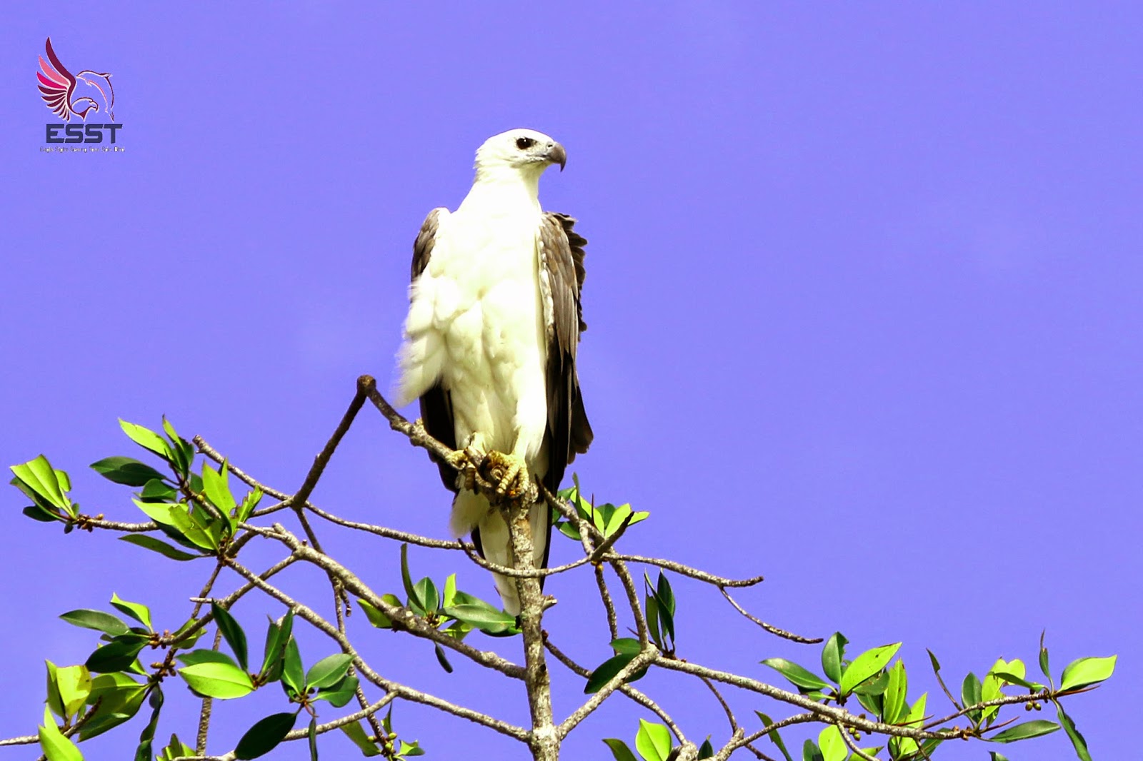 Eagle Sight Seeing Tour Sdn Bhd: Eagle Sight Seeing Tour