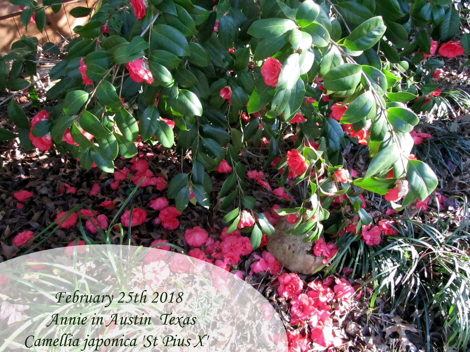 The Transplantable Rose