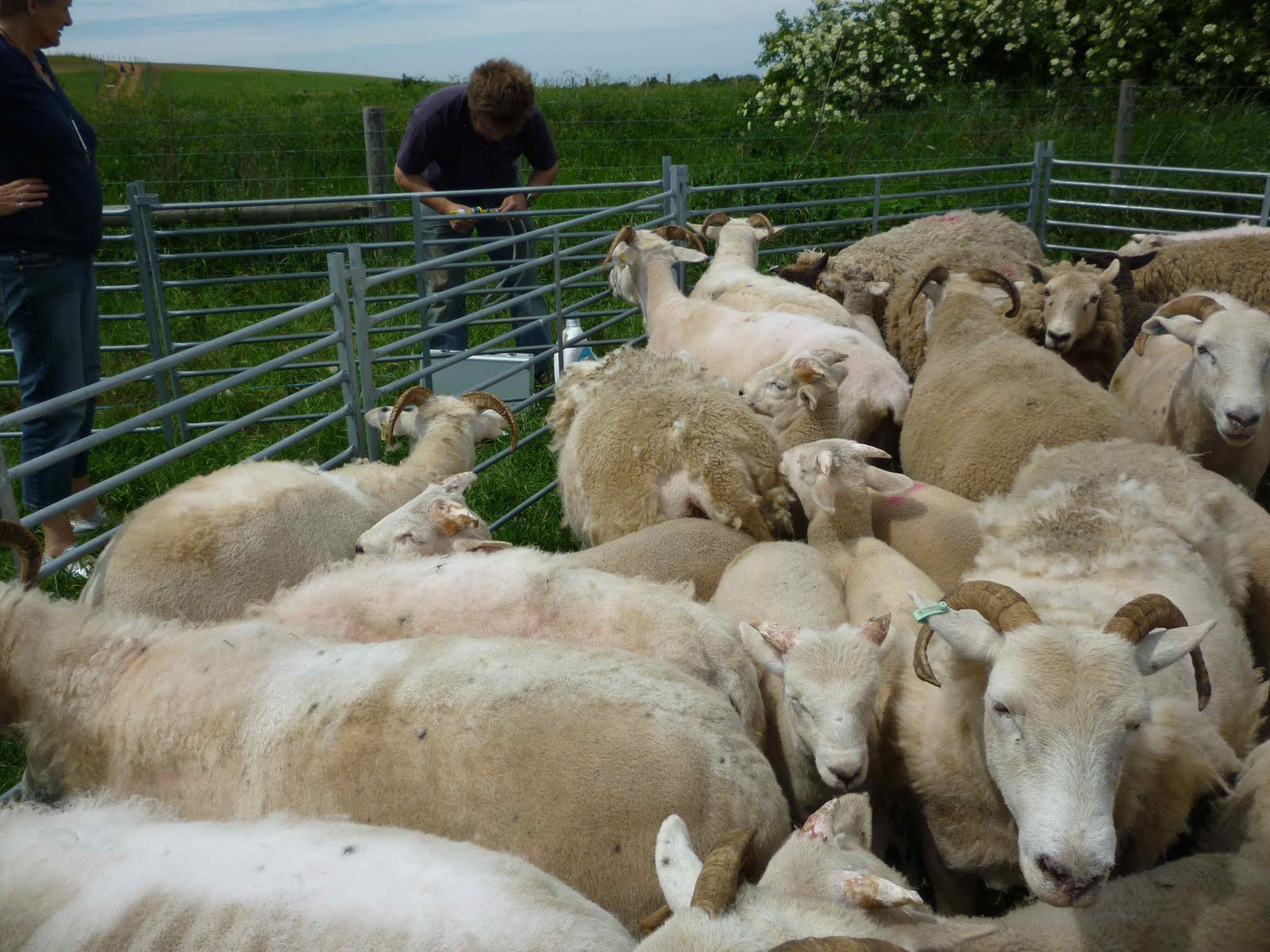 A Norfolk farmer: Sheep shearing and catch up!