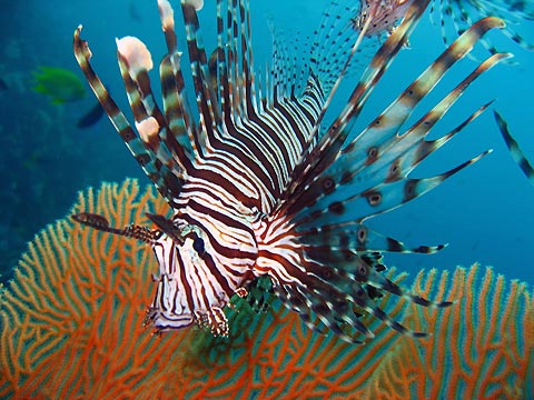 WORLD'S MOST EXOTIC BEAUTIFUL FISH!