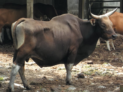 Informasi Tentang Banteng, Binatang yang konon suka menyeruduk | Fauna Gue