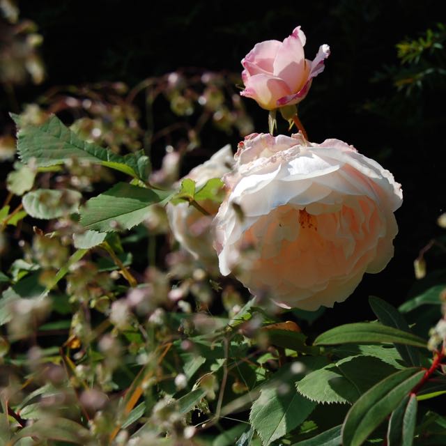 'Old Blush', a rose with a history.