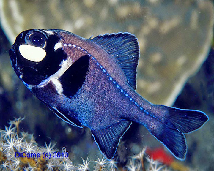 FLASHLIGHT FISH photos - wallpapers | the fun bank