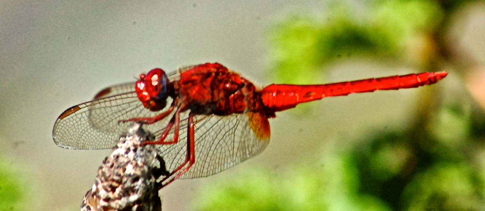LA GOMERA ISLAND (Canary Islands): Dragonflies