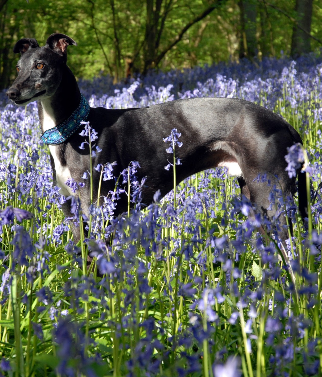 Saving Greys, by GREY2K USA Worldwide: February 2013