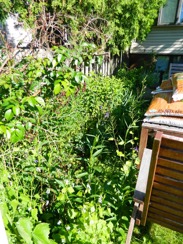 Garden Muses: A Small Toronto Gardening Services Company Blog ...