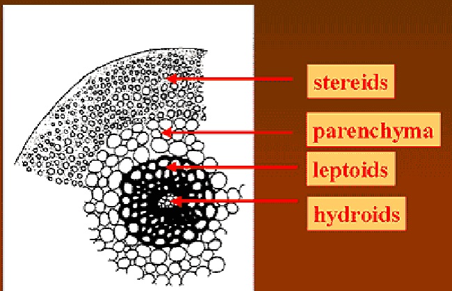 Pengertian Hidroid dan Leptoid serta Fungsinya
