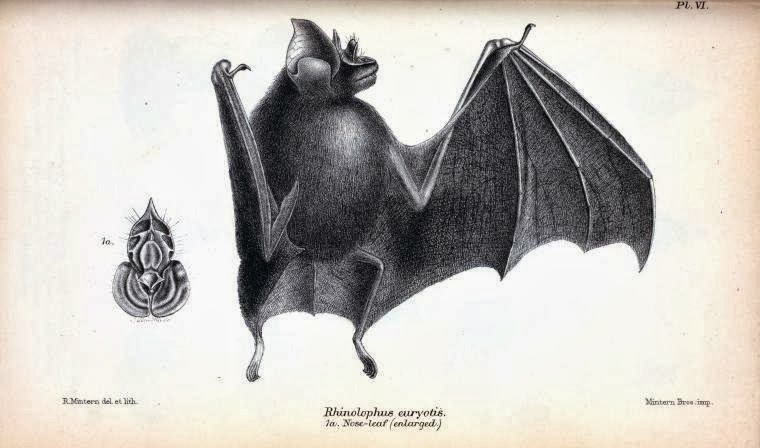 Antique Bat Illustration Prints!