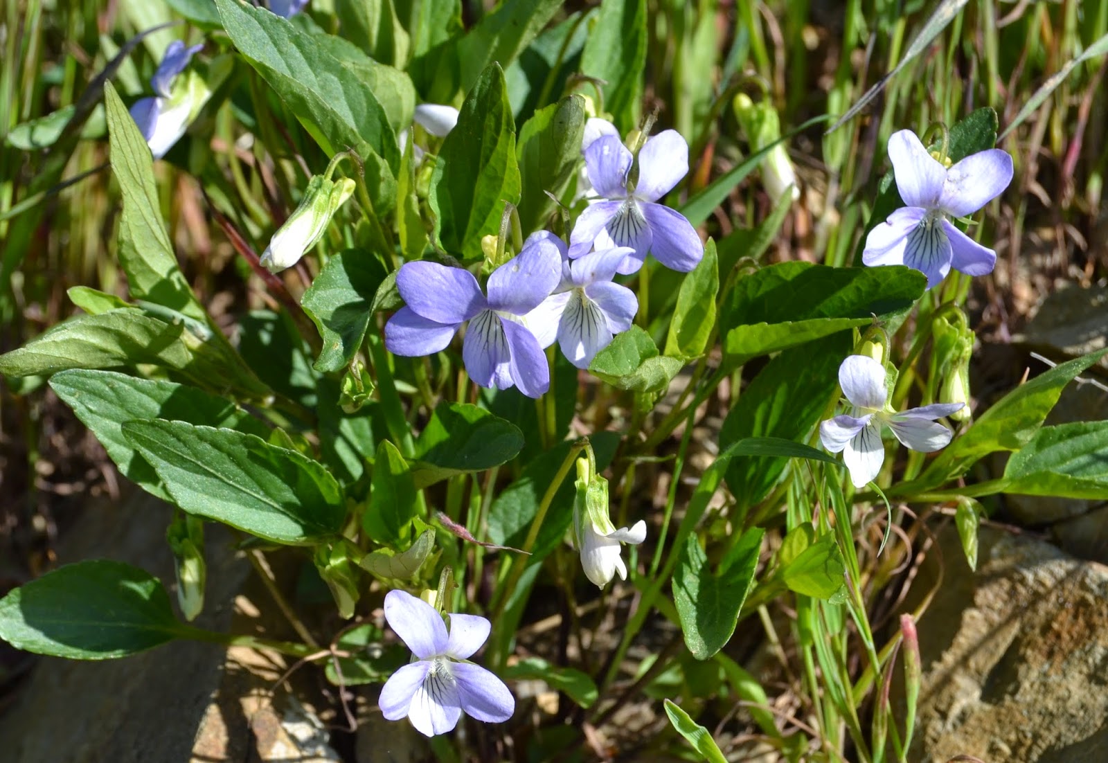 Plantas: Beleza e Diversidade: Violeta-brava (Viola lactea)