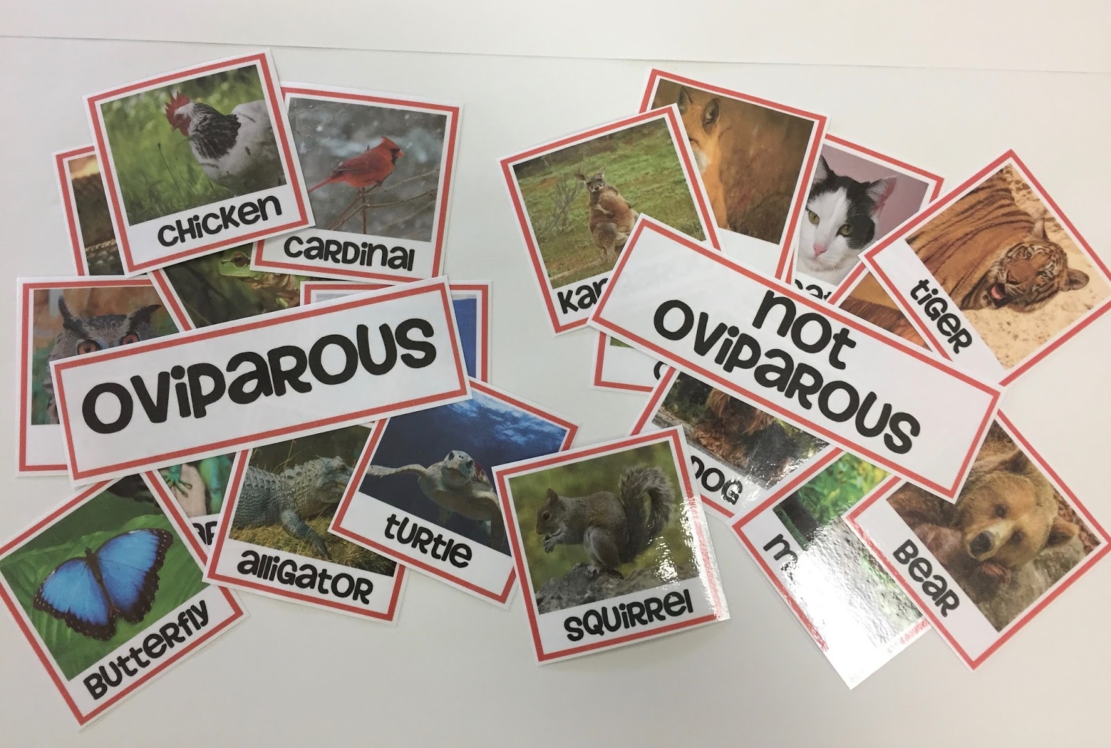 Animal Life Cycle - Oviparous Animals - Firstieland