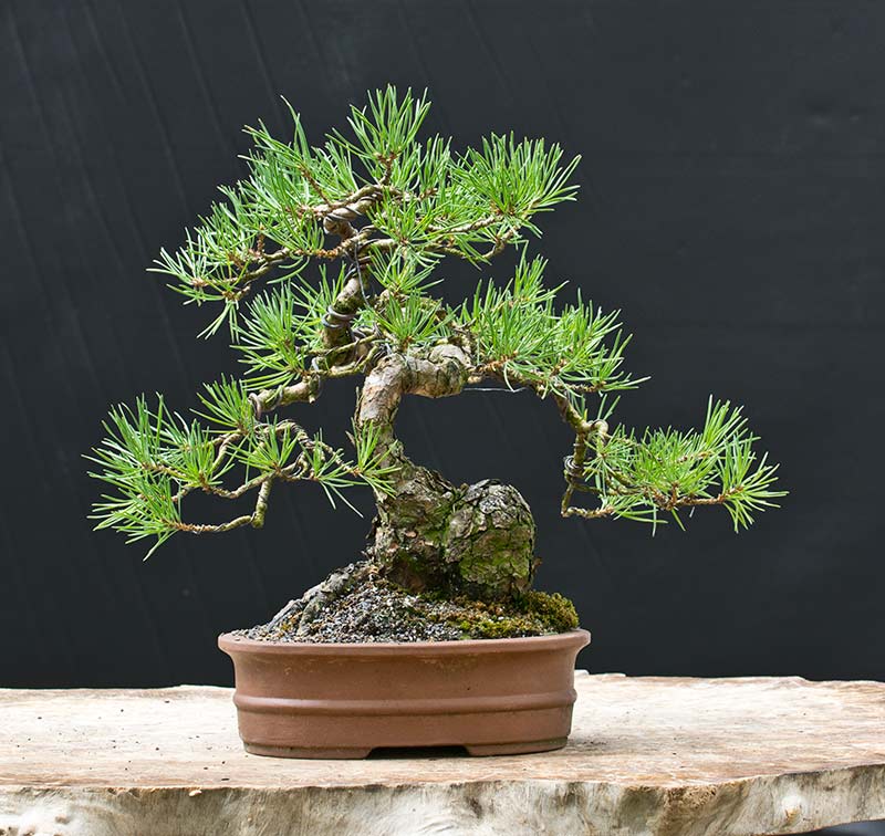 Walter Pall Bonsai Adventures: Scots Pine #29