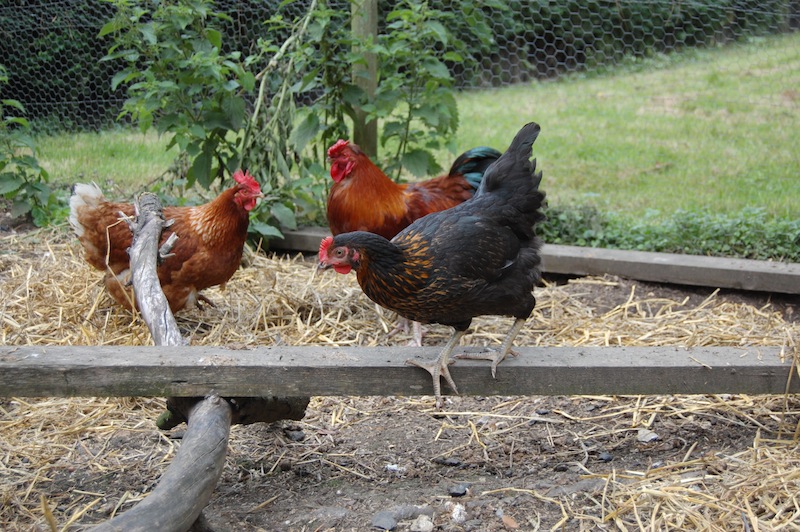 One man and his Chickens...: New Chickens on the block!