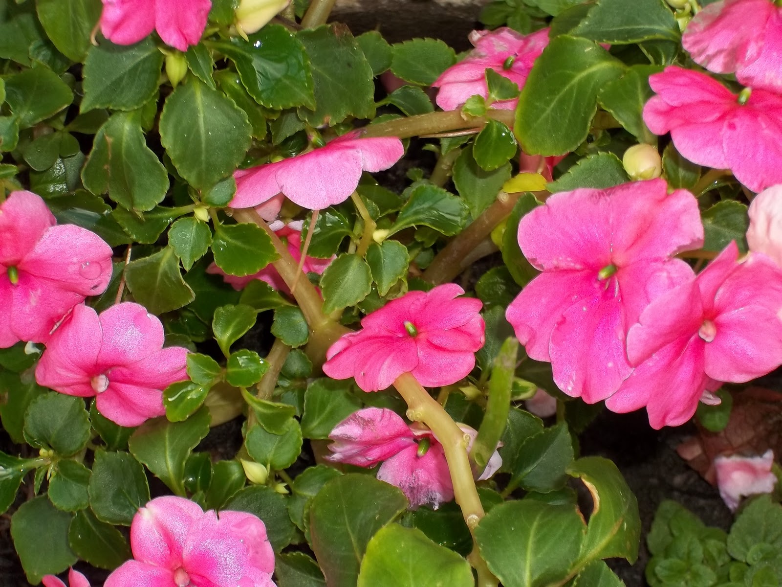 ALgunas plantas de mi Jardín