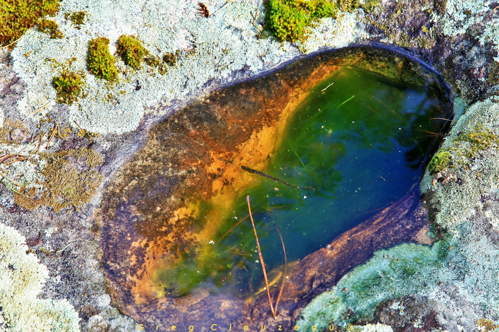 Les Mares et tourbières de Fontainebleau ~ FontaineBleau Passion