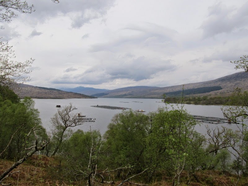 UK Wanderings: Loch Arkaig and Invermallie