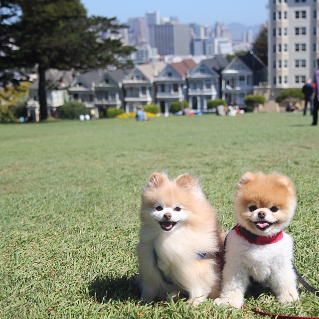 Banco de Imágenes Gratis: 60 fotos de Boo, el perrito más hermoso del ...