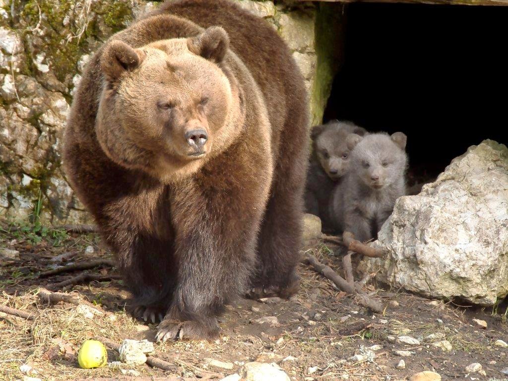 La Caborne de l'Ourse...: Avril 2014 - Deux nouveaux oursons à Juraparc ...