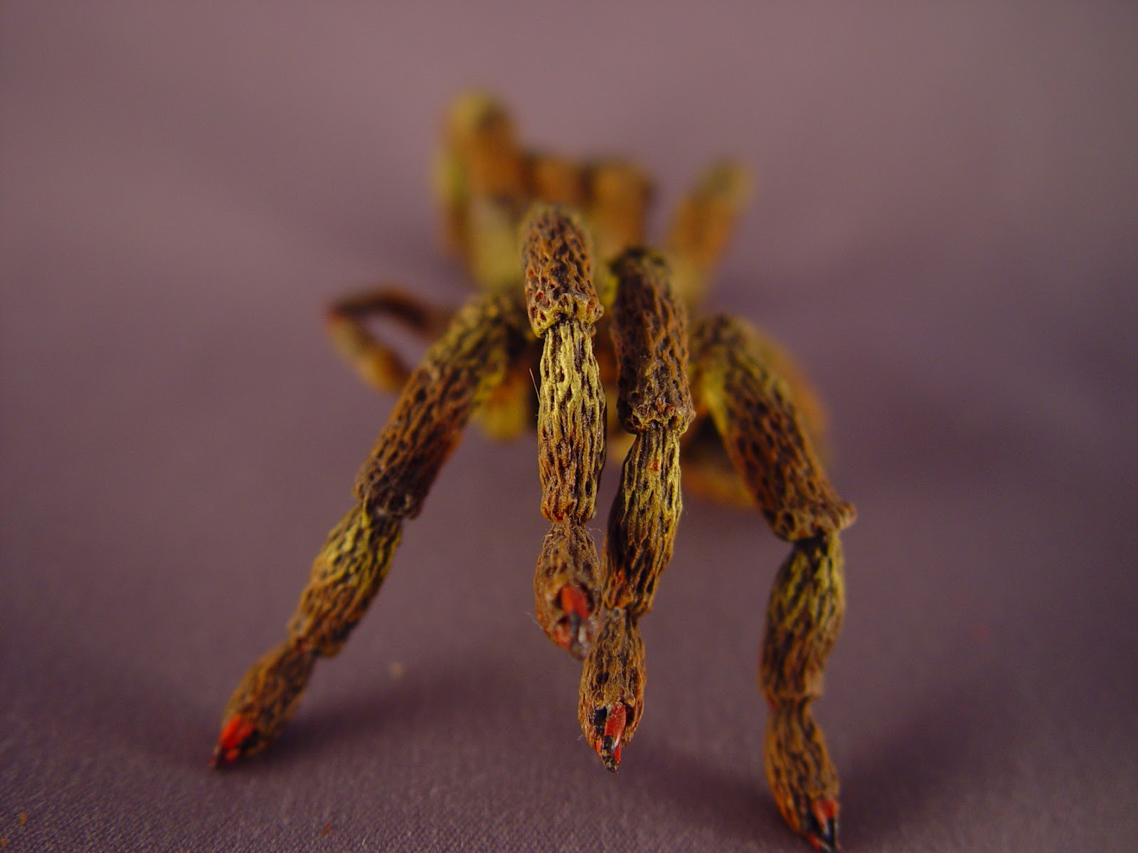 Little Men: Citadel 25mm C29 Gigantic Spider