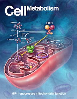 crossthelimit: Metabolismul aerobic și anaerobic